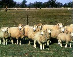 Rare Animals Blog, Protect Rare Animals: The Export Of Australian Sheep