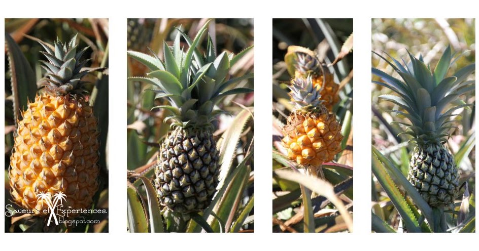 Saveurs et Expériences : Ananas en 10 recettes