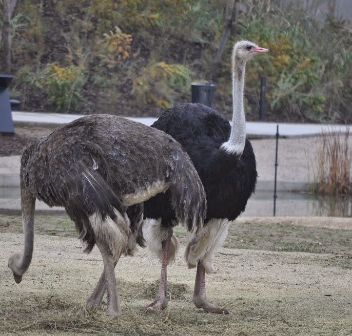 ZOOTOGRAFIANDO (6.100 ANIMALS): AVESTRUZ / OSTRICH (Struthio camelus)