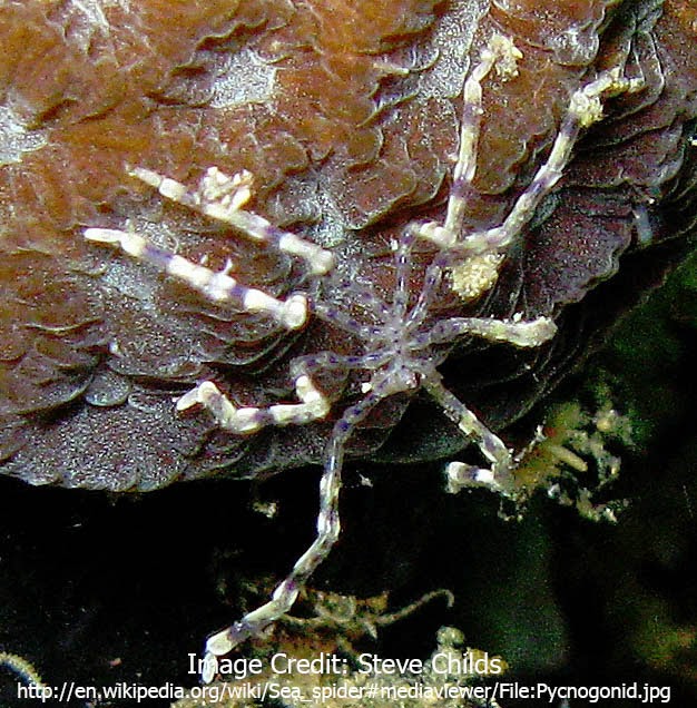 Bizarre Creature of the Day: Creature 81: Pantopoda