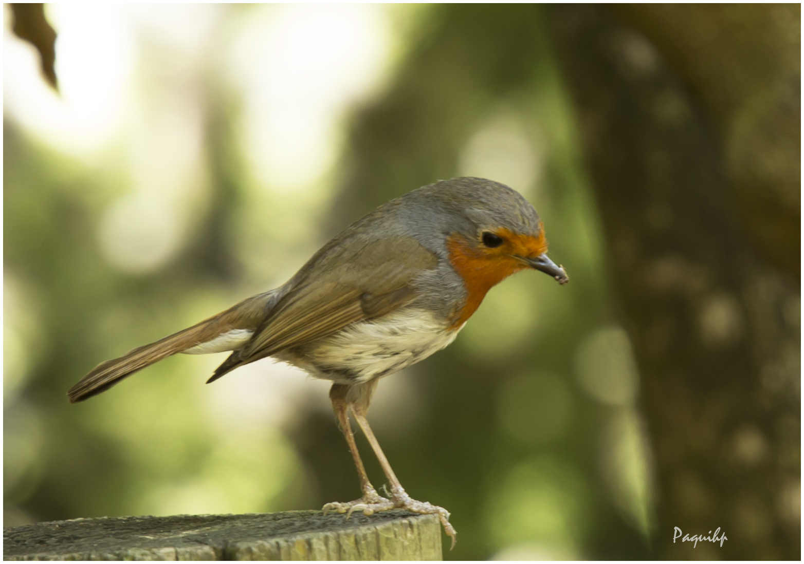 Paqui.blog de naturaleza: PETIRROJO DE GRAN CANARIA