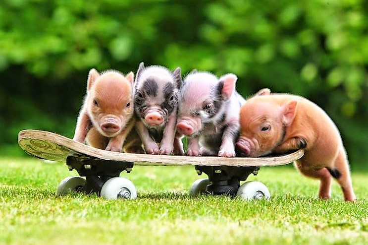 Fieggentrio: De kleinste biggetjes van de wereld.