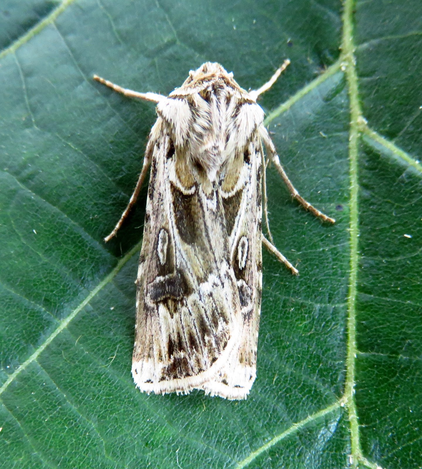 MERSEA WILDLIFE: SUMMER MOTHS