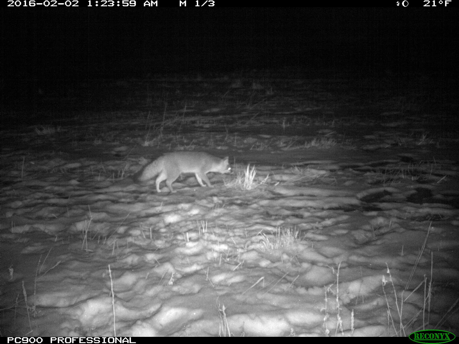 Squam Lakes Natural Science Center Blog: Night at the Science Center