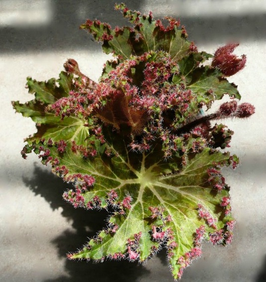 Всё о бегониях и не только...: Begonia 'Honey'