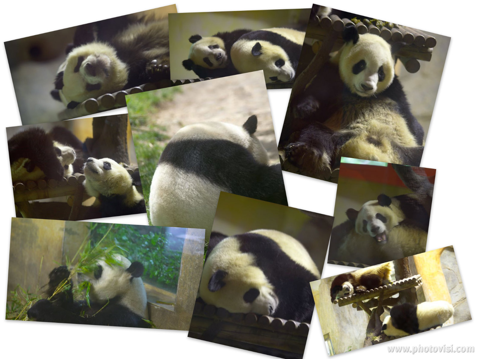 RainStorm: a world of adventures: The panda quest continues