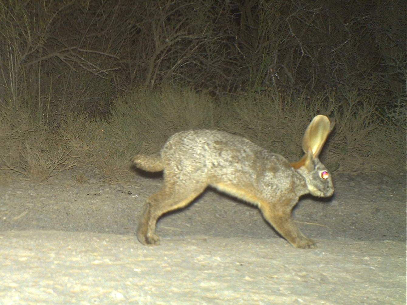 BushCam Adventures: Our Rarest Rabbit