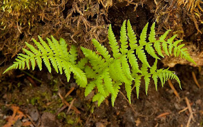 Ciencias Naturales CEUJA 2016: PTERIDOFITAS