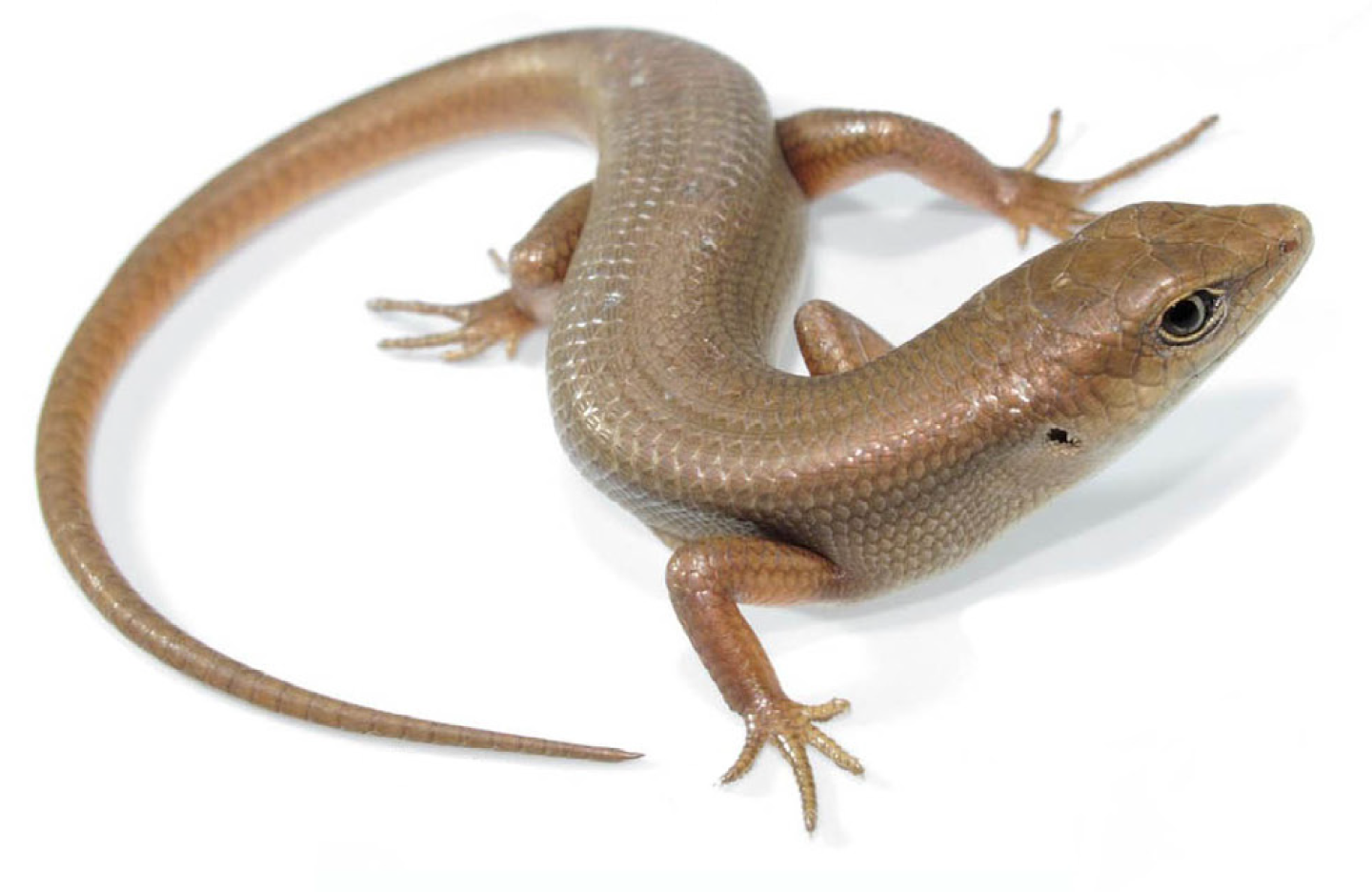 Catalogue of Organisms: All the Skinks of the Rainbow