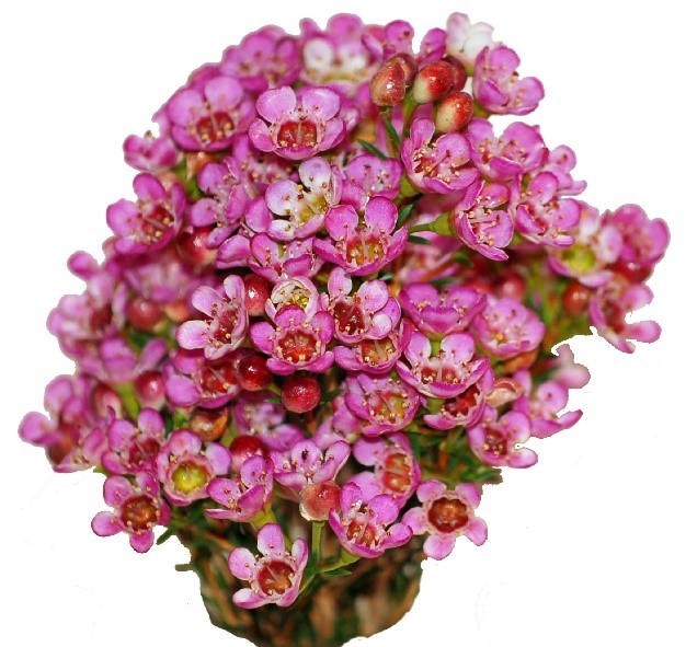 A Passion for Flowers: Tis the Season: Waxflower