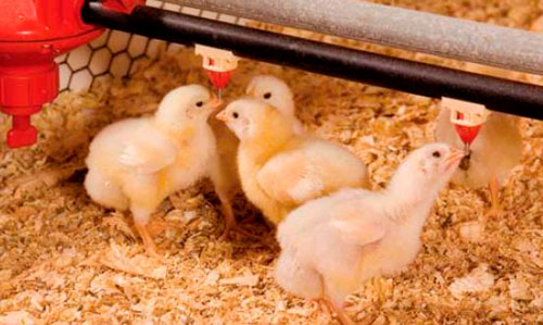 ACTUALIDAD PECUARIA: CUIDADOS EN EL TRANSPORTE DE POLLOS BEBES