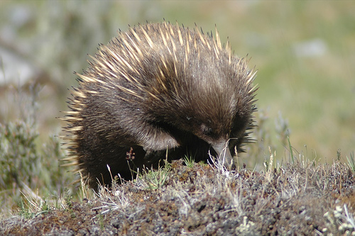 Echidna | The Life of Animals