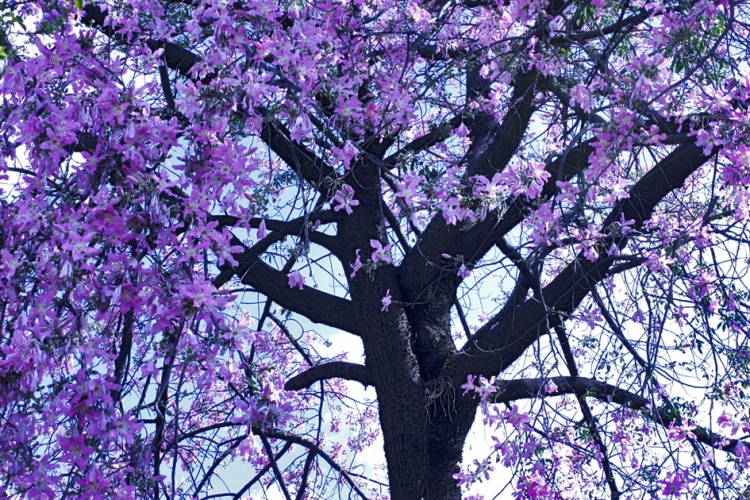 Ashpamama: O IPÊ ROXO e a multiplicação dos glóbulos vermelhos