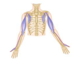 Balance: 5. The Deep Front Arm Line