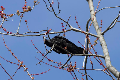Ann Brokelman Photography: Crow building nest March 21 2016