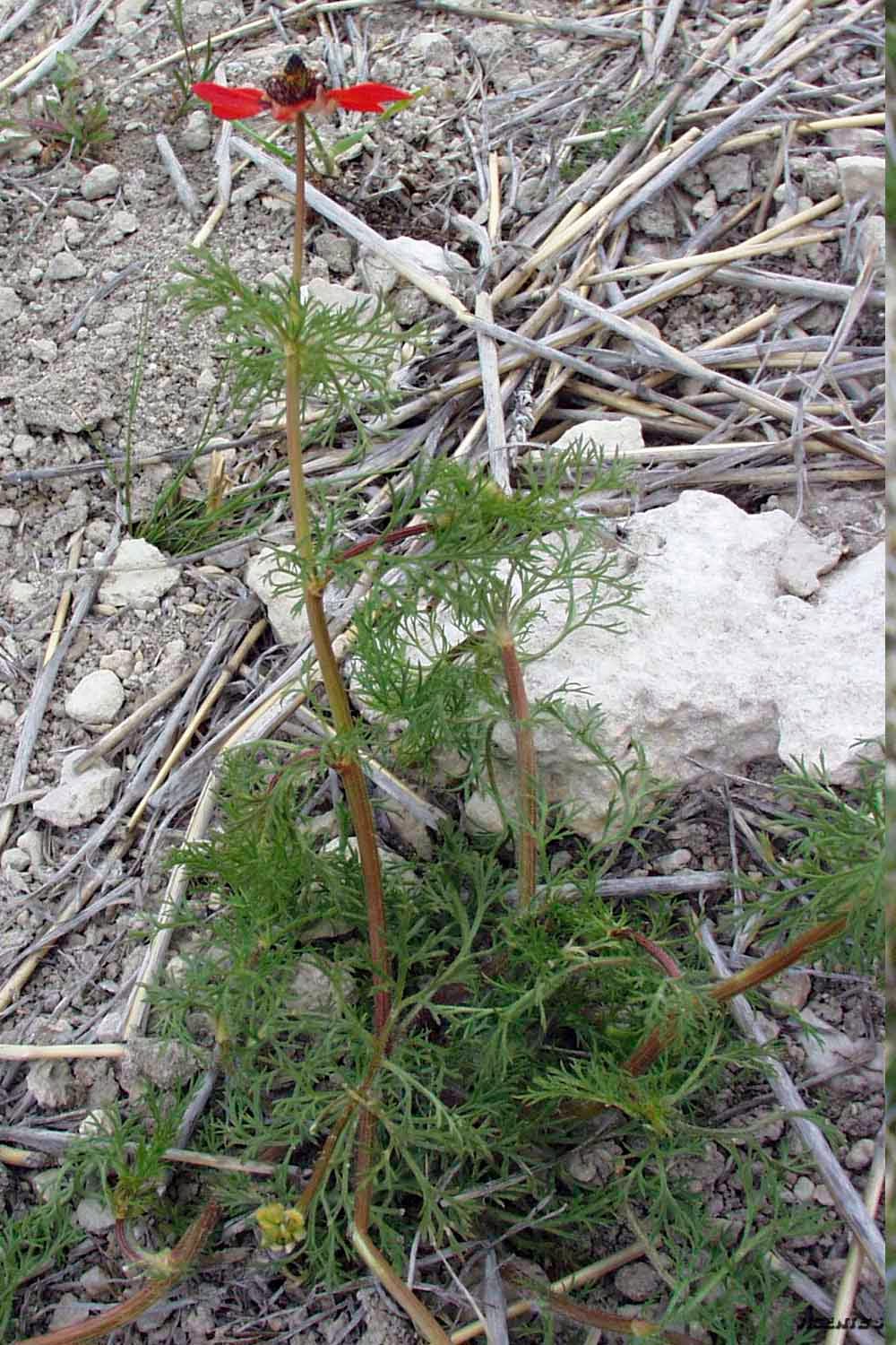 Las flores silvestres de Hormaza: Adonis flammea