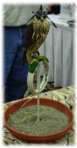 Mr.Owl: Dunia Falconry