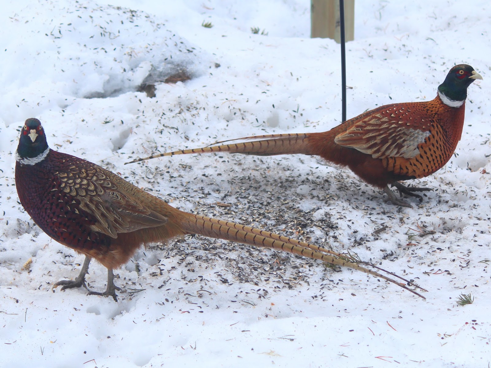 Dispatches from Can of Duck: Melanistic Pheasants