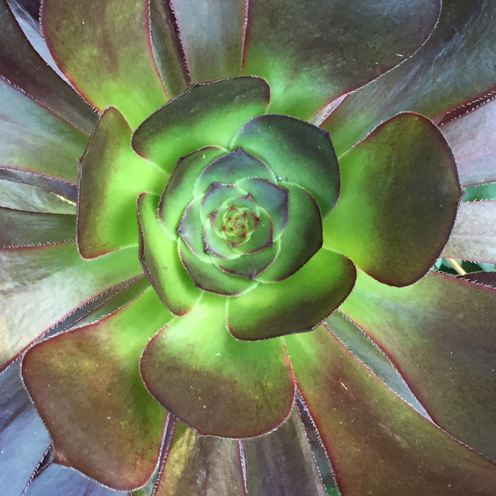 Succulent Succulence: Aeonium Flowering and Windy Conditions
