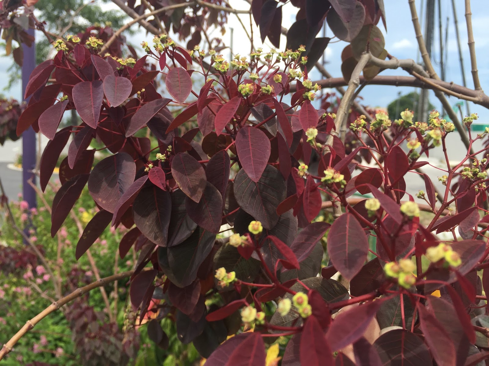 my G@Rdening frenzY: EUPHORBIA COTINIFOLIA