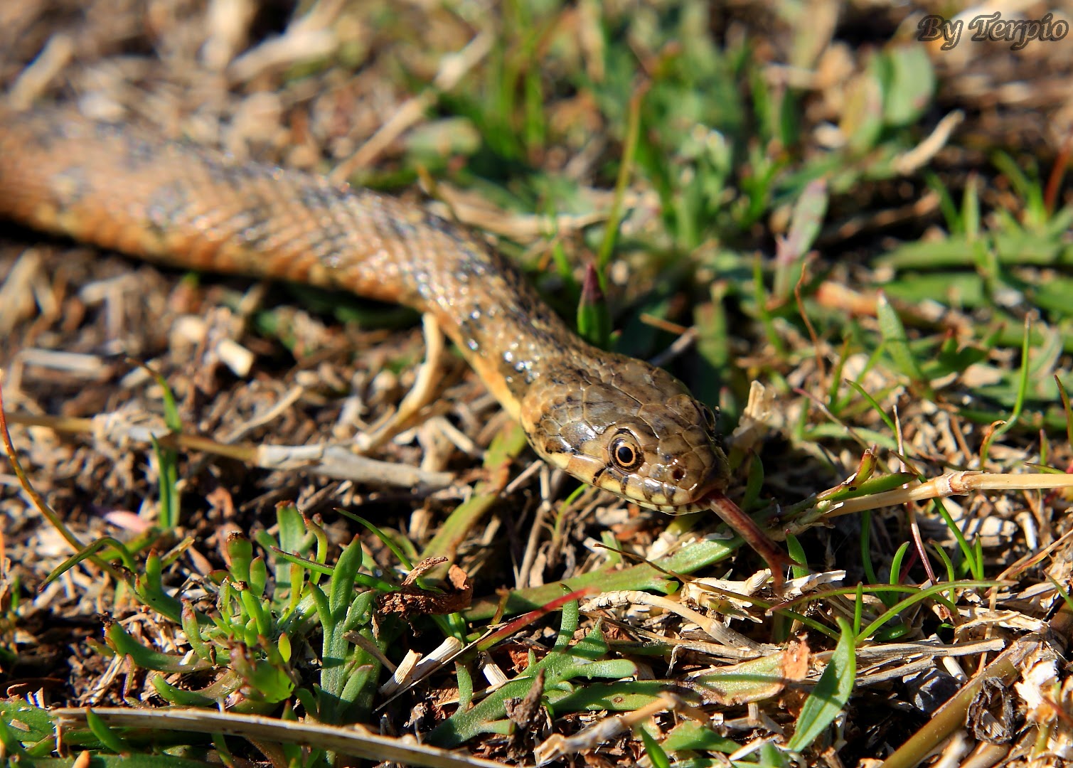 Viajes, Salidas, Naturaleza, (Fotografía).: Culebra Viperina (Natrix ...
