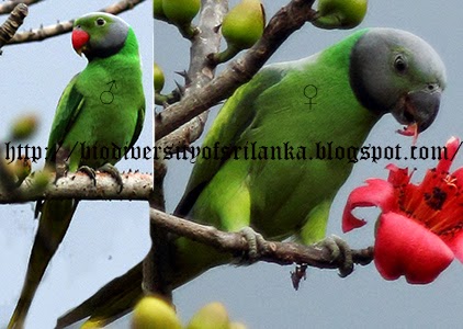 Biodiversity of Sri Lanka: අලු ගිරවා[Alu Girawa]/Sri Lanka Emerald ...