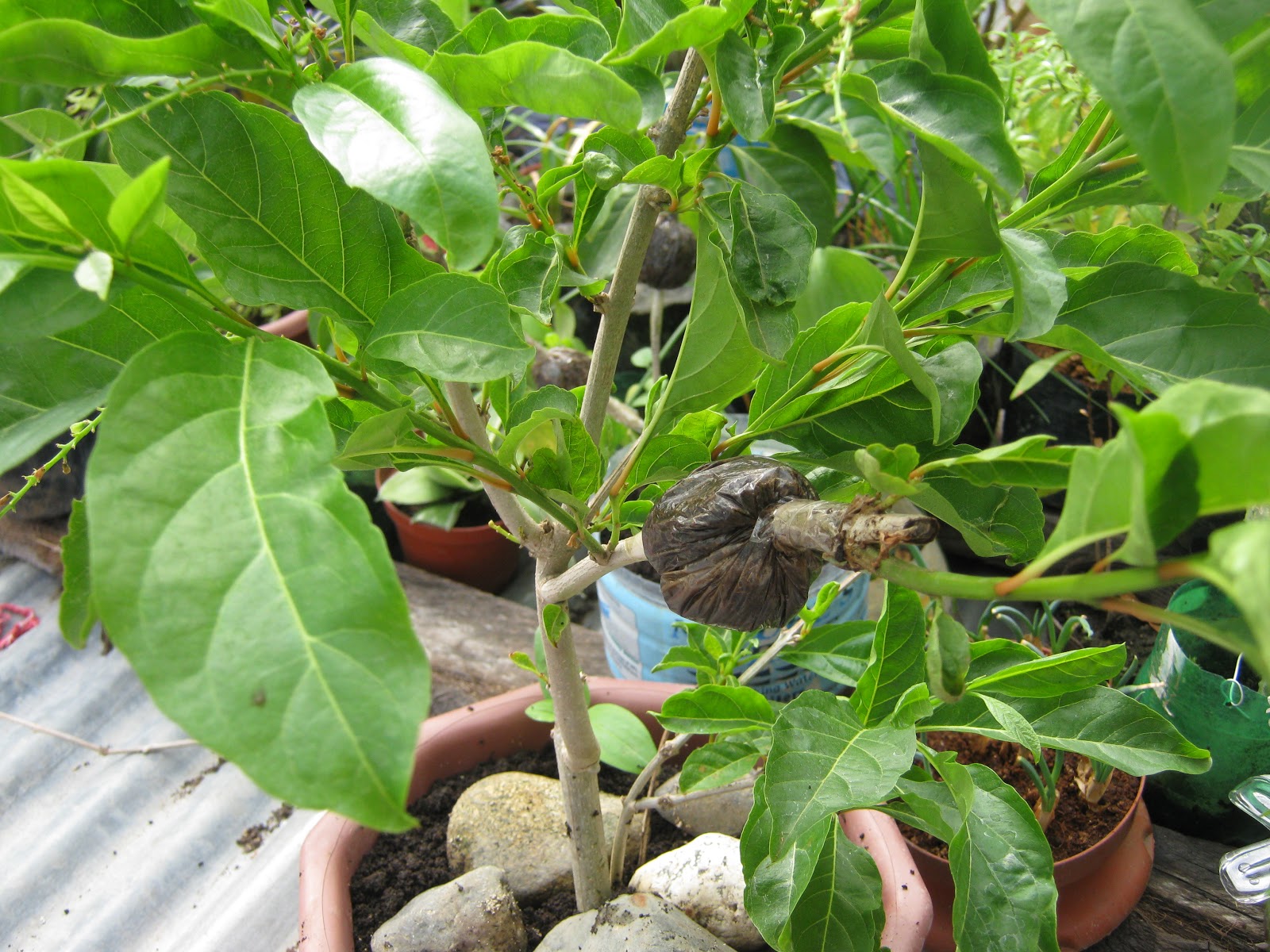 Tutorial: How to Marcot a Plant? | Korab Style