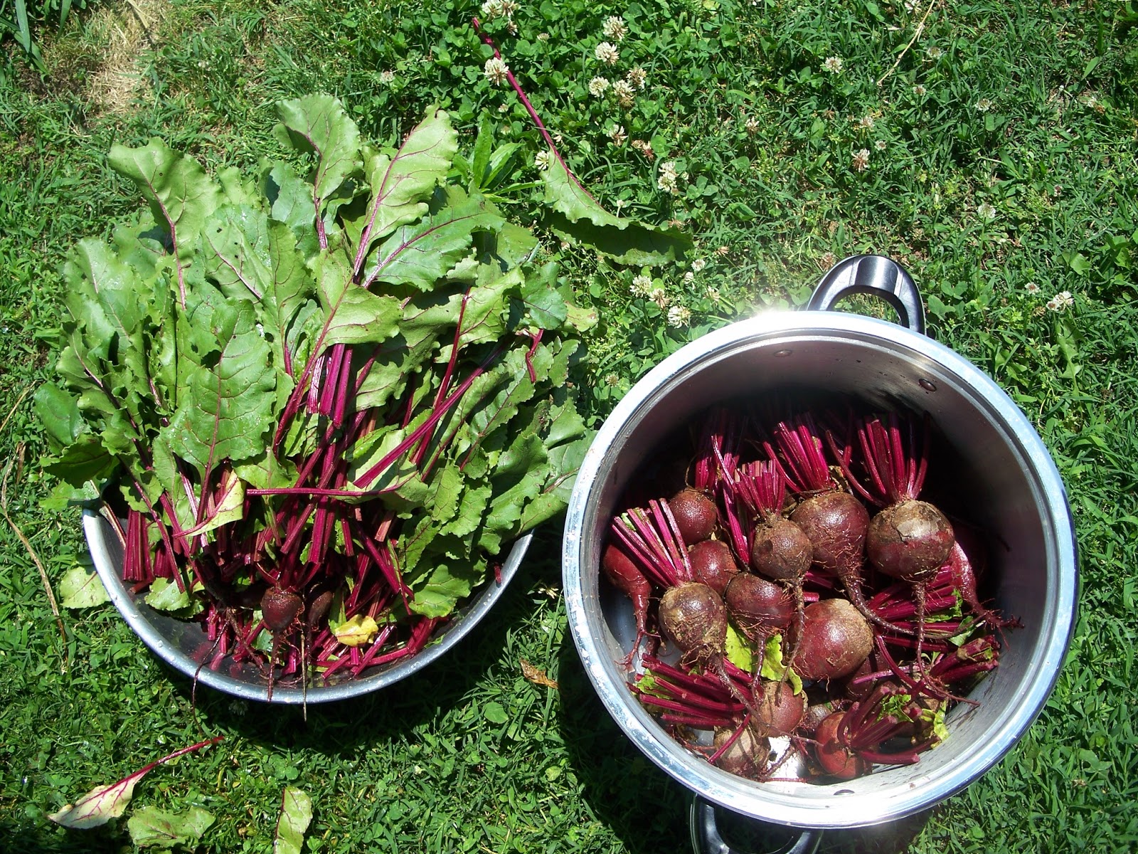 Raisin' Acres Farm: Harvesting Beets