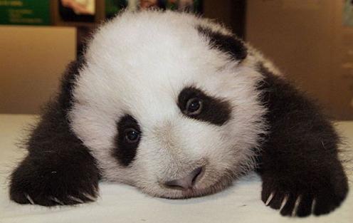Fotos de osos: Osito Panda muy tierno y amoroso