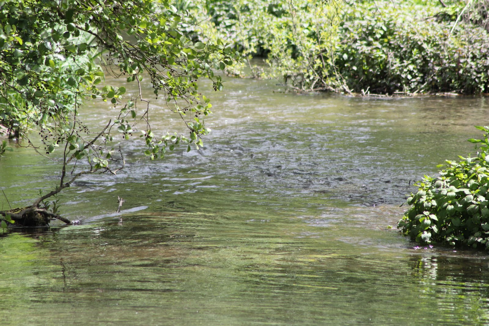 Canoeing and Kayaking on The River Kennet: River Kennet paddling hit by ...