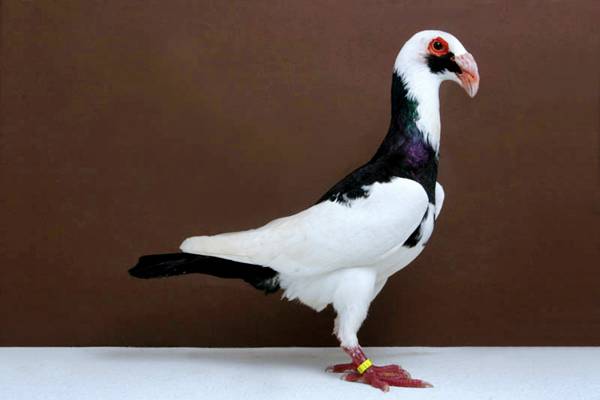 PAVAN MICKEY: Pigeons Champions
