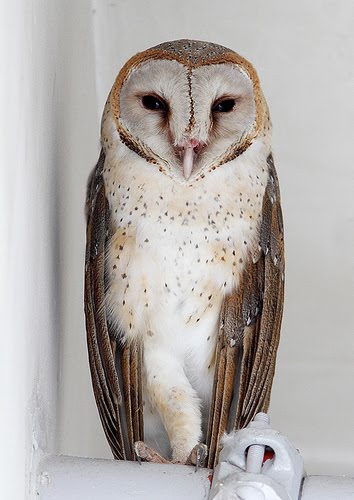 Celebrating Singapore's BioDiversity!: Harry Potter and the Owls of ...