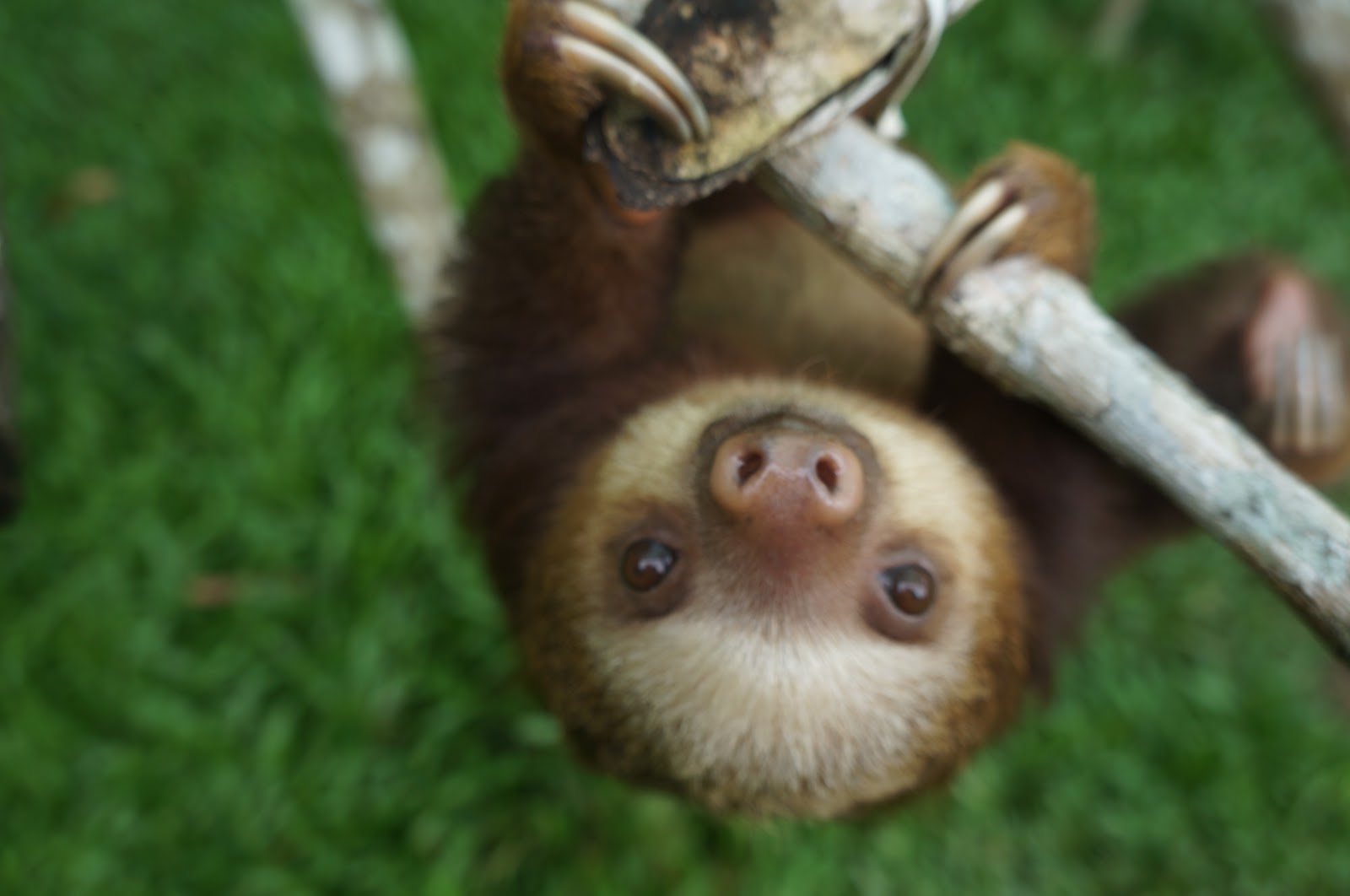 Summer of the Sloths: SLOTHS: First Impressions