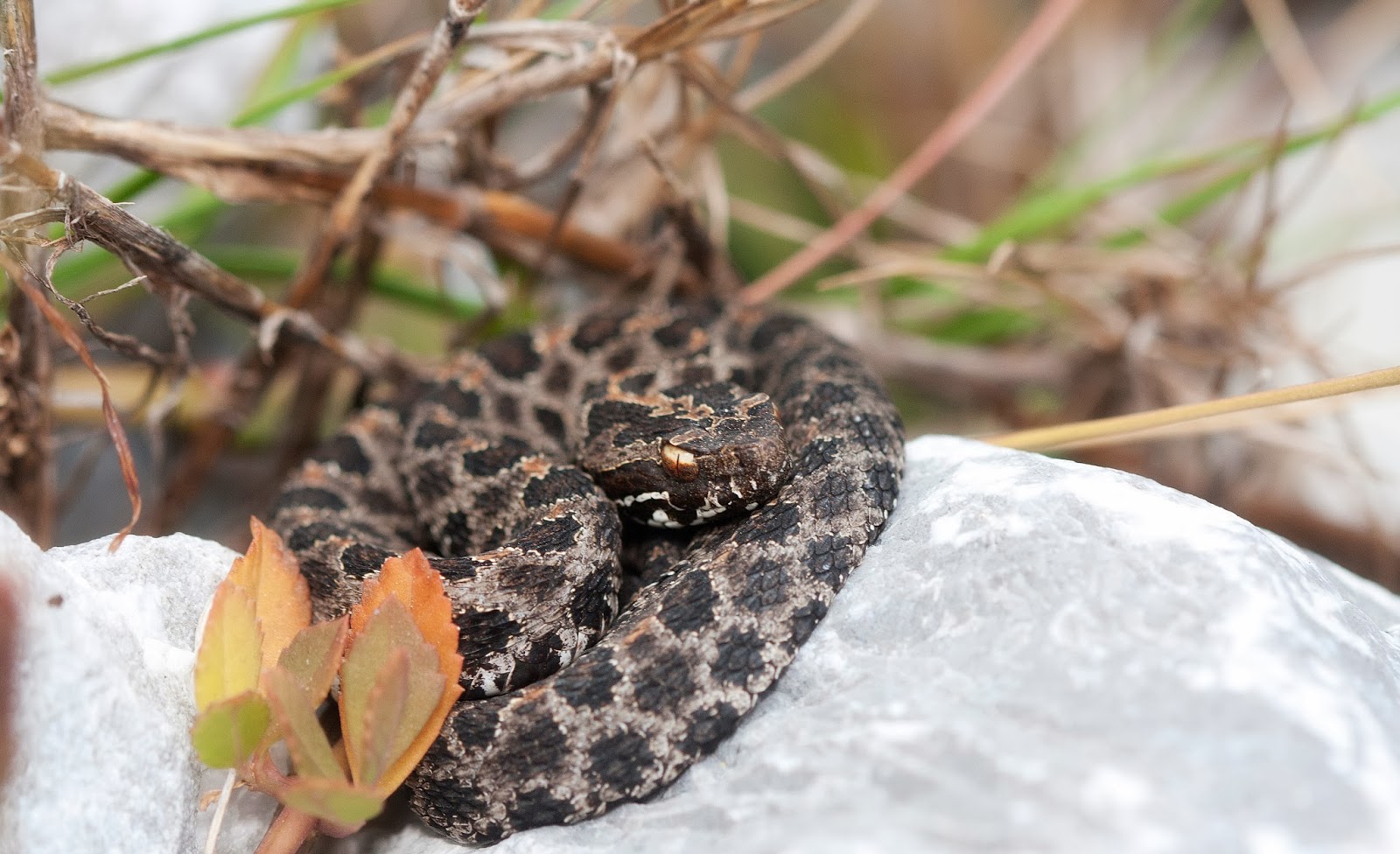 Salamander-Shmalamander: 2013