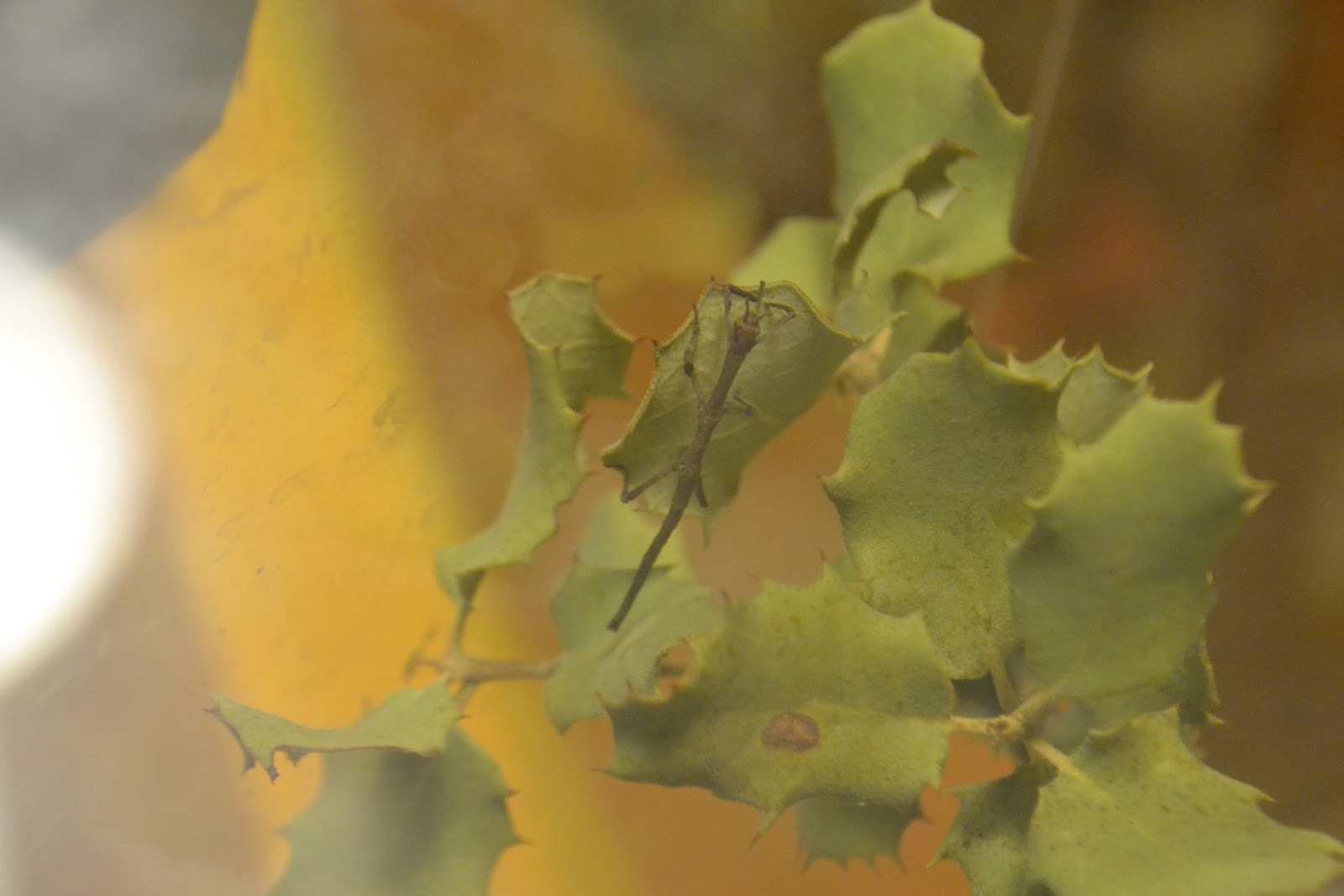 CLONOPSIS: Achrioptera fallax