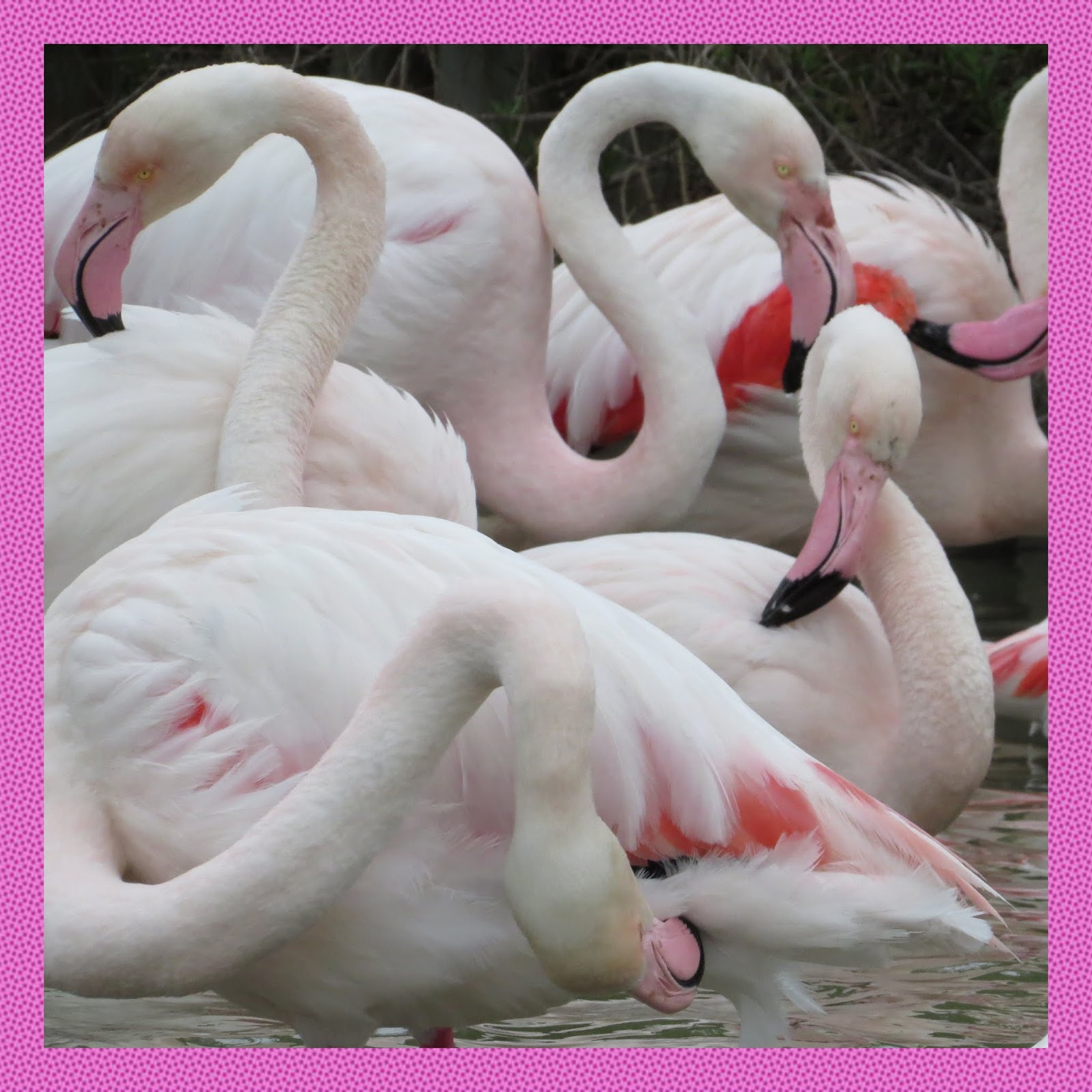 Camargue Flamingos: 12 Pictures That Will Inspire You to Plan a Trip to ...