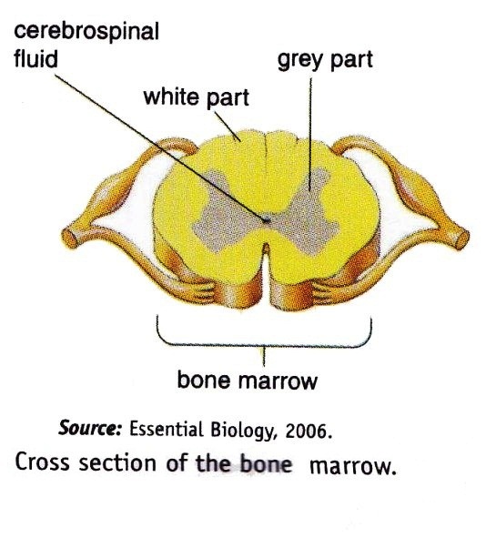 Central Nervous System (CNS) For Human - New Science Biology
