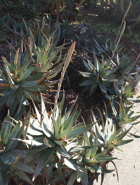 What Aloes Are Blooming At The Huntington November First?