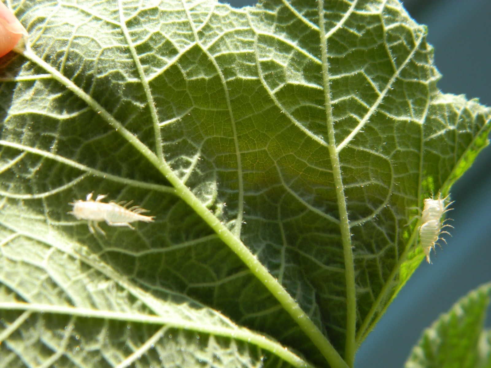 Gardens + Insects: Small green caterpillars, black flies with red heads ...