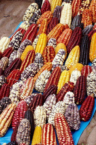 LUNA VERDE: EL MAÍZ PERUANO