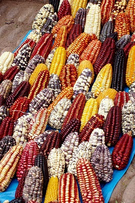 LUNA VERDE: EL MAÍZ PERUANO