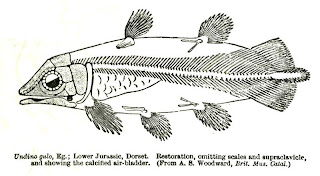 Artes de Pesca: VAMOS A PESCAR CELACANTO