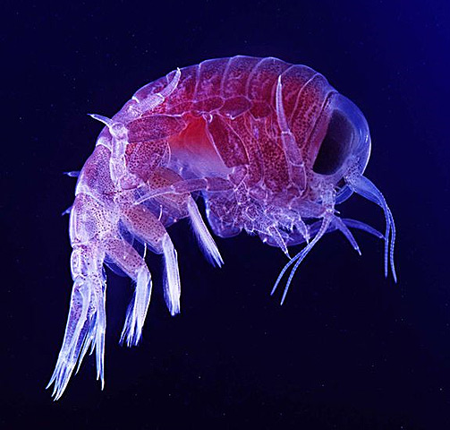 El Plancton fue clave para hacer respirable nuestra atmósfera ~ El Blog ...