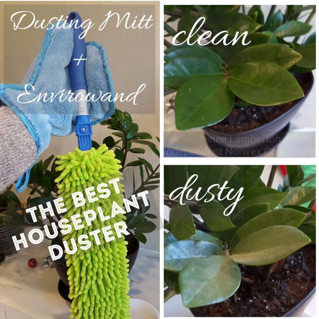 Ask The Plant Chick: How to Dust Houseplants Like a Pro