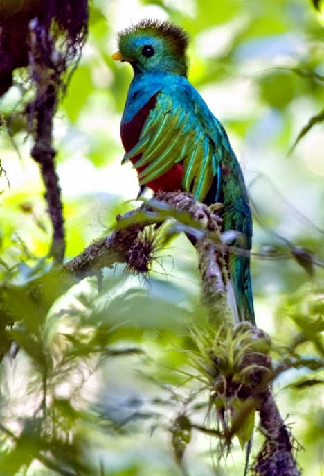 QUETZAL photos - wallpapers (ανανεωμένο) | the fun bank