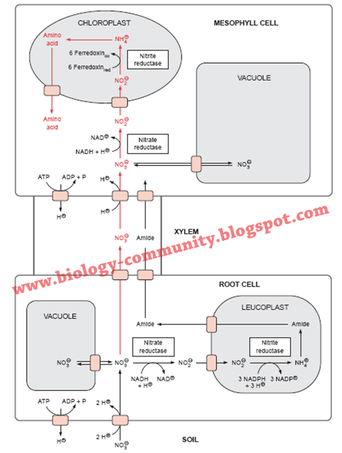 Pengertian, Fungsi, dan Reaksi Enzim Nitrat Reduktase - Biologizone