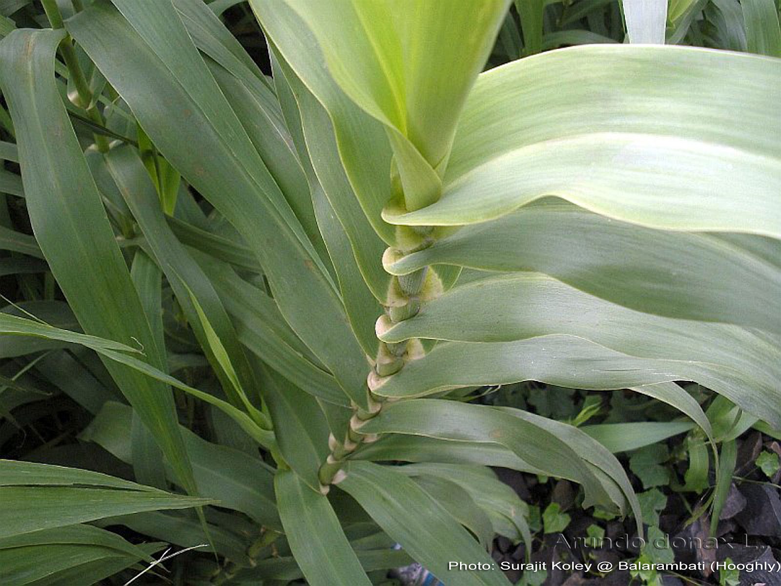 Medicinal Plants: Arundo donax Narkat Kaki veduru Pijlriet