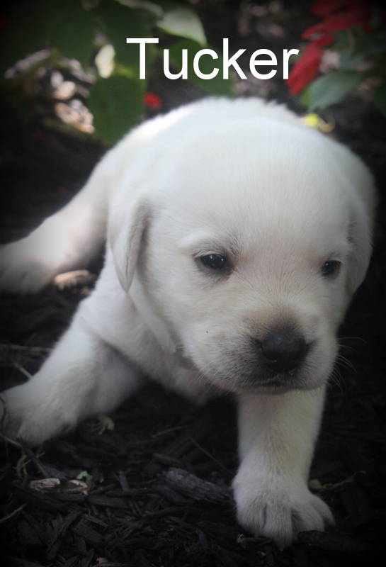 Maplewood Labradors: New Pictures - Our White Labrador Puppies!!!!