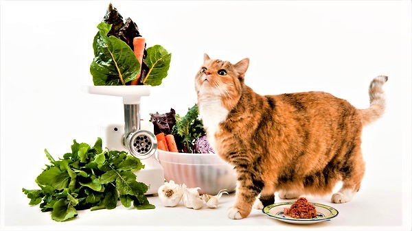 Cat's Diet And Nutrition | Best Cat Food