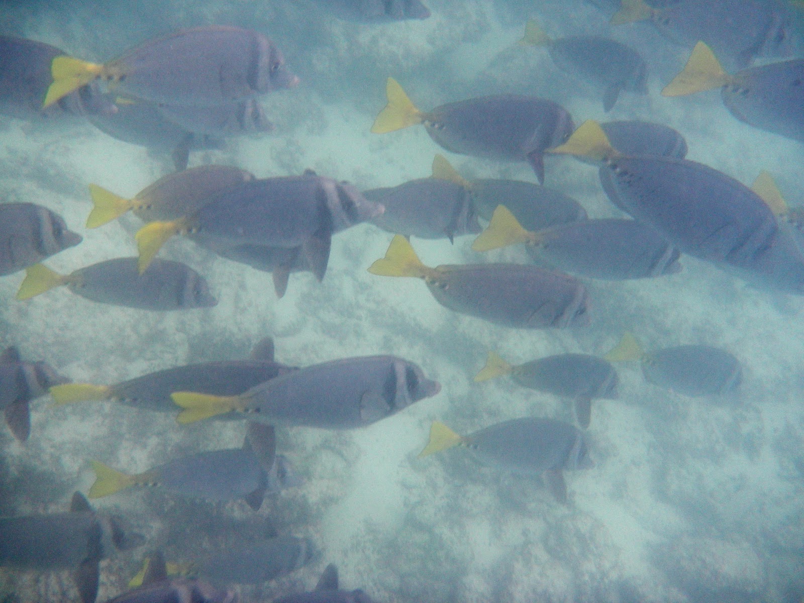 Galapagos Day 3: Española Island or Walking along Birds, Lizards, and ...